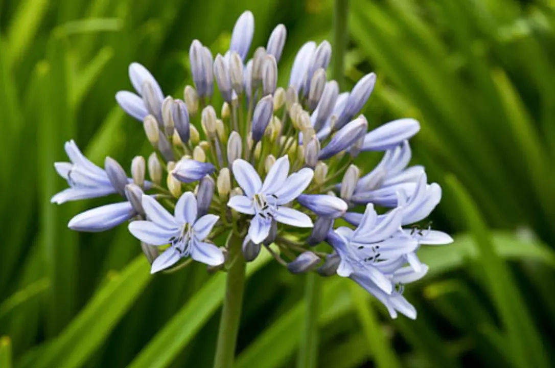 Buy Agapanthus Luly Plants | Free Shipping Over $150