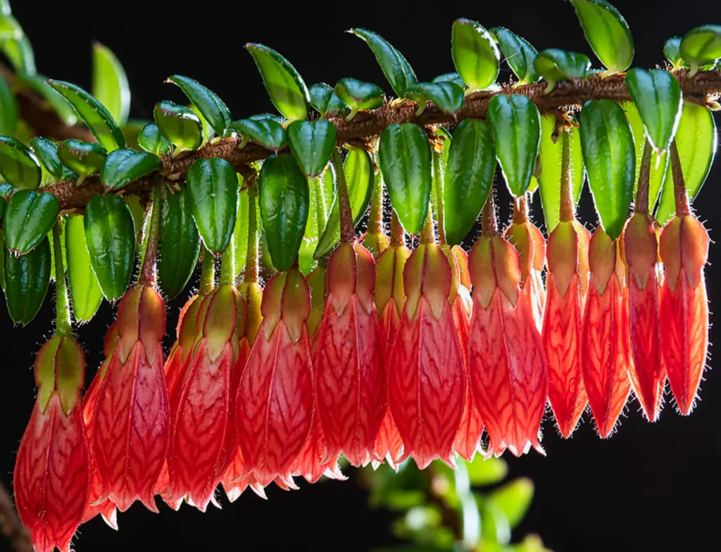 Buy Agapetes serpens Plants Online | Free Shipping NZ Wide