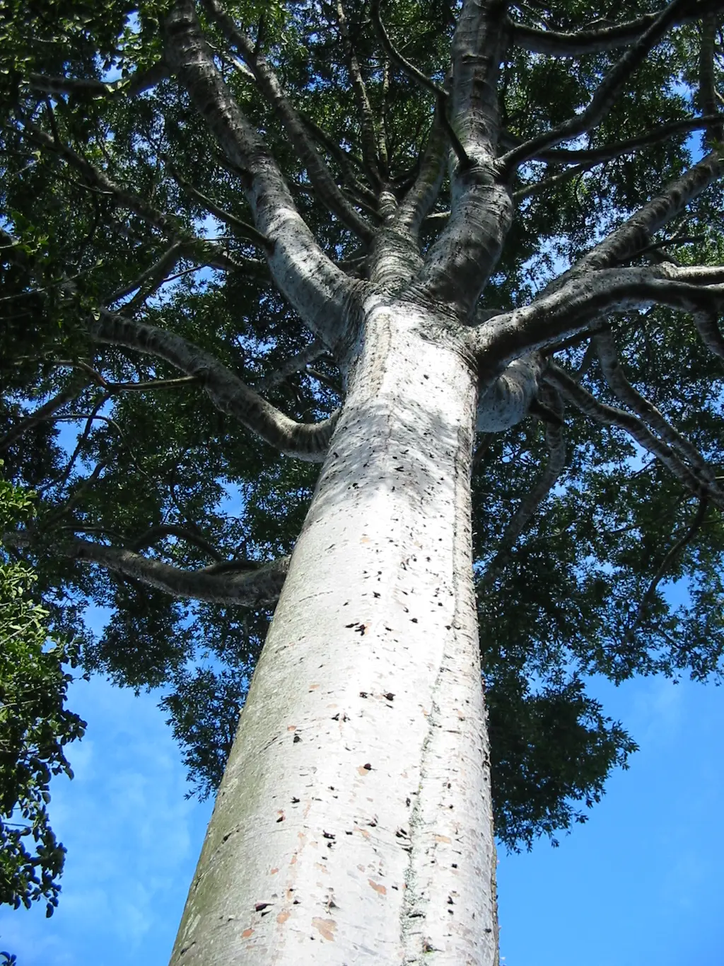 Buy Agathis robusta (Queensland Kauri) Trees Online NZ