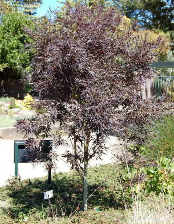 Buy Agonis flexuosa After Dark Plants | Free Shipping Over $150