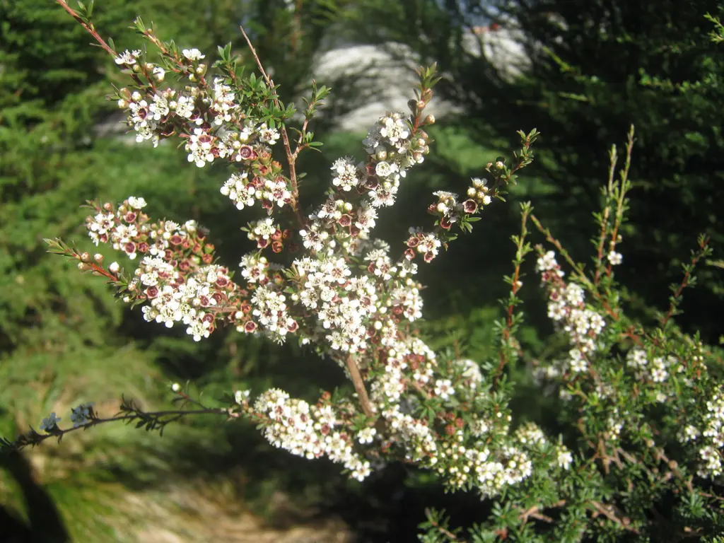 Buy Agonis juniperina Plants Online | Free Shipping NZ Wide