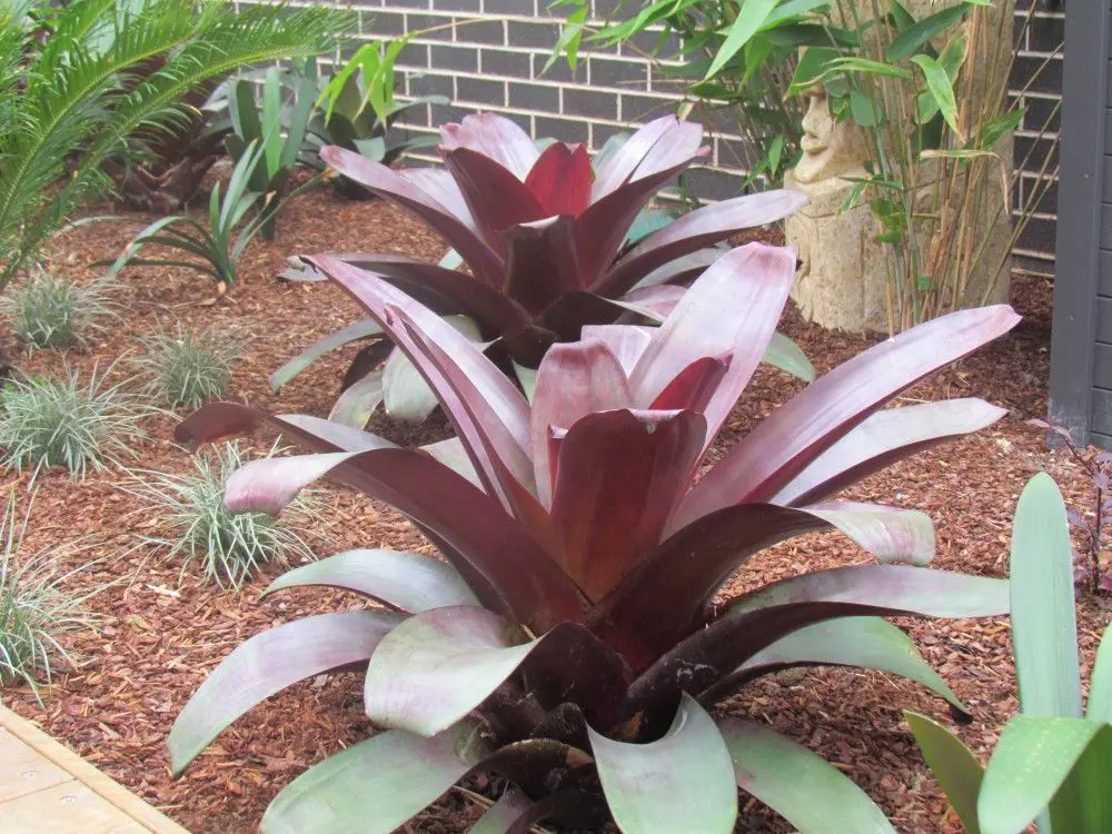 Buy Alcantarea imperialis Rubra Plants | Free Shipping Over $150