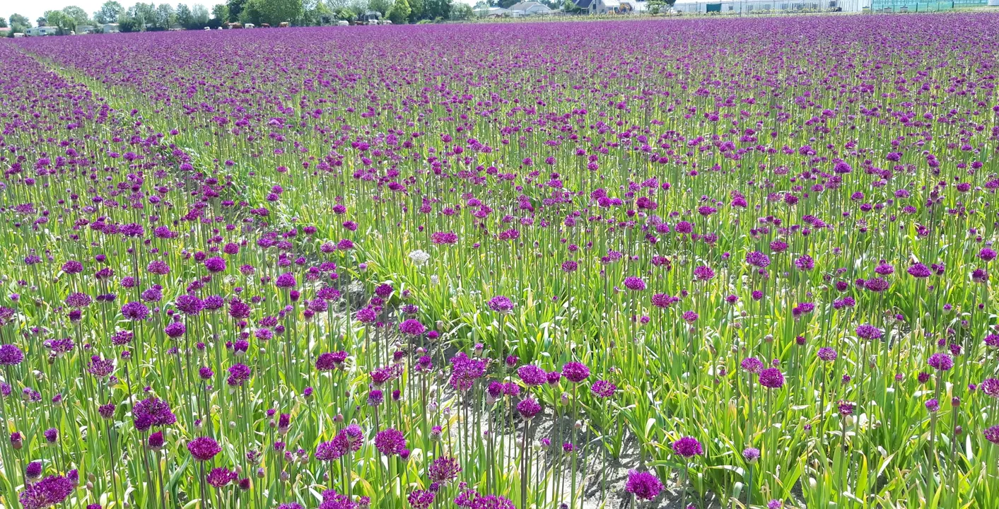 Buy Allium ampeloprasum Plants | Free Shipping Over $150