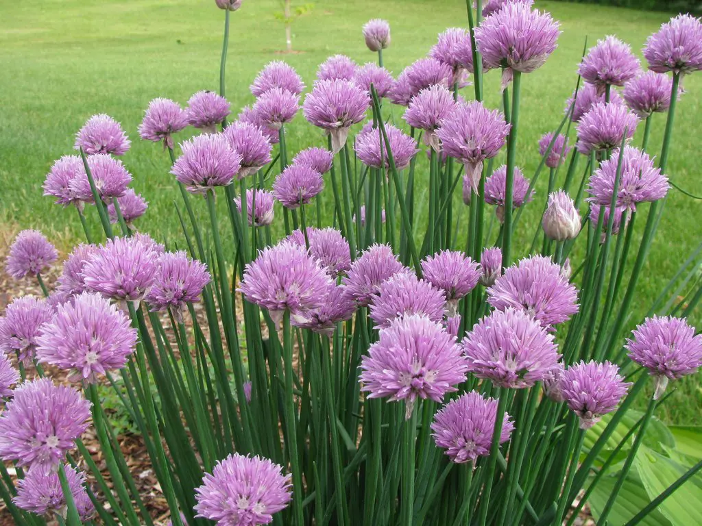 Buy Allium schoenoprasum Plants | Free Shipping Over $150