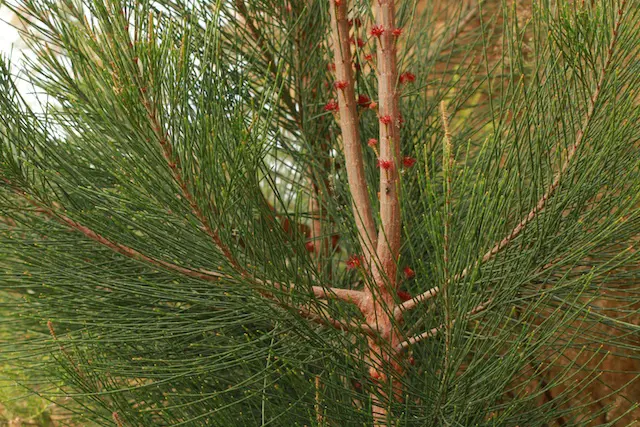 Buy Allocasuarina littoralis Plants | Free Shipping Over $150