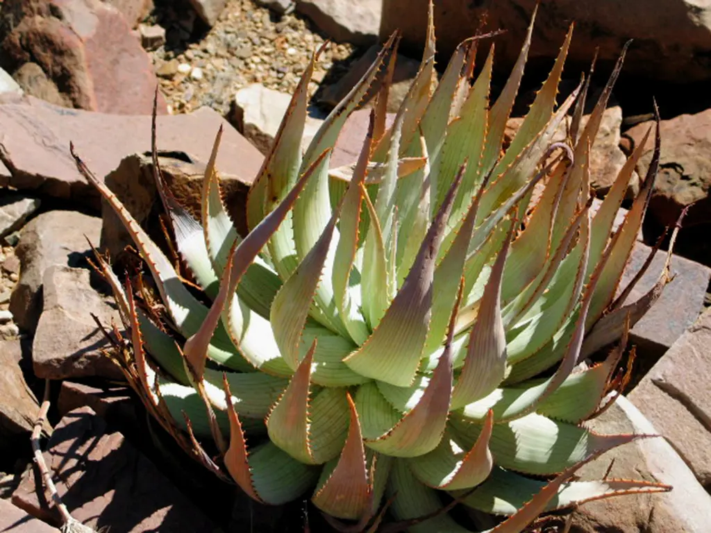 Buy Aloe hereroensis (Sand Aloe) Online | Free Shipping NZ