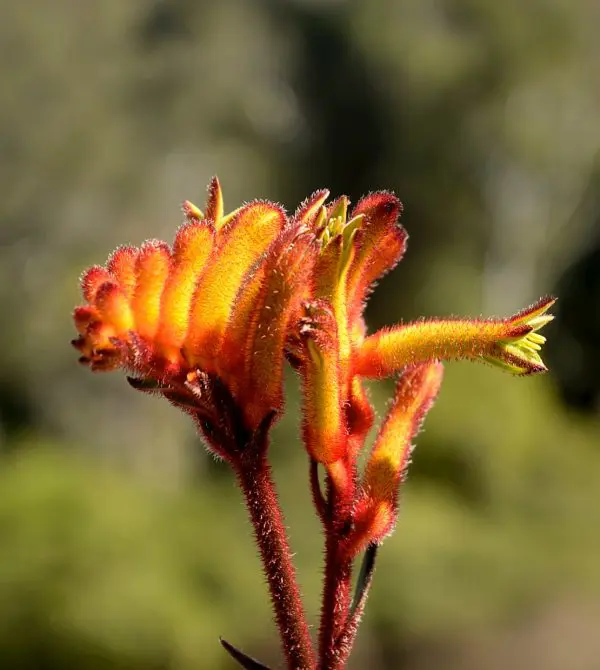 Buy Anigozanthos Bush Tango Plants | Free Shipping Over $150