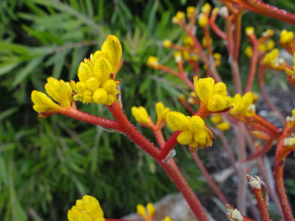 Buy Anigozanthos Frosty Yellow Plants | Free Shipping Over $150