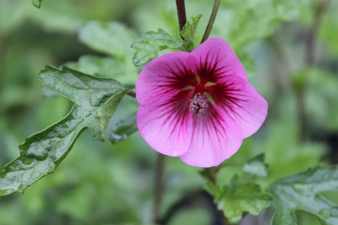 Buy Anisodontea capensis 'Pink Star' Plants Online NZ