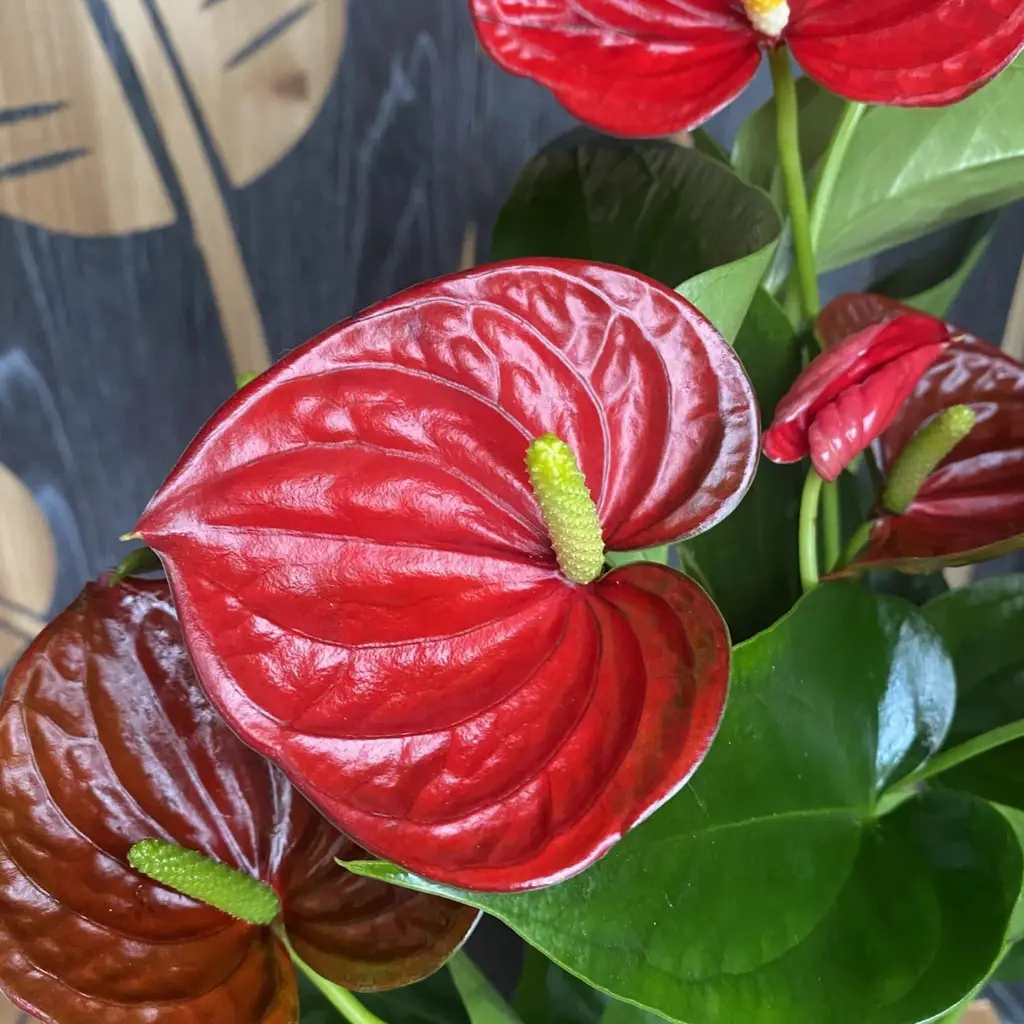 Buy Anthurium Success Red Plants | Free Shipping Over $150