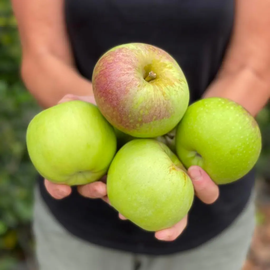 Buy Apple Ballarat Plants | Free Shipping Over $150