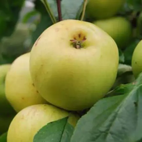 Buy Apple Freyberg Plants | Free Shipping Over $150