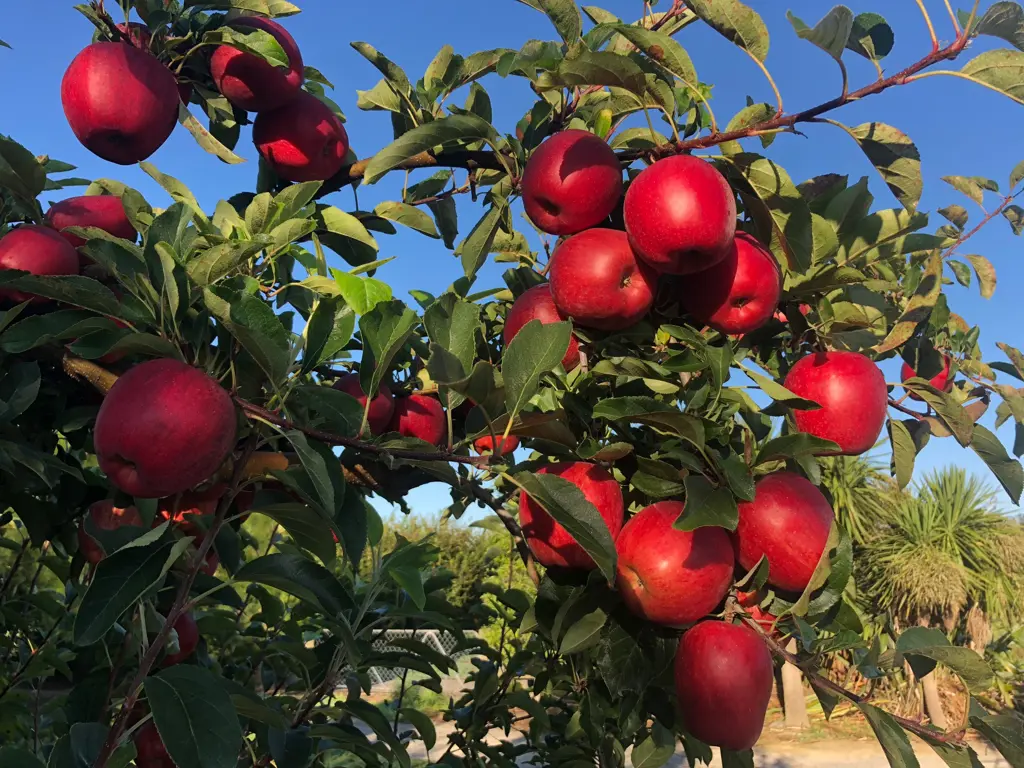 Apple Royal Gala & Golden Delicious | Free Shipping Over $150