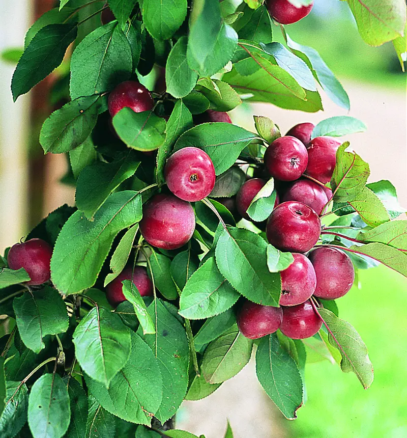 Buy Apple Maypole Plants | Free Shipping Over $150
