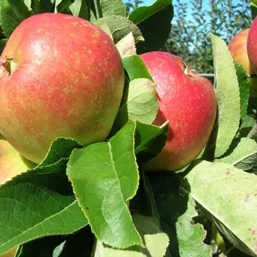 Buy Apple Blush Babe Plants | Free Shipping Over $150