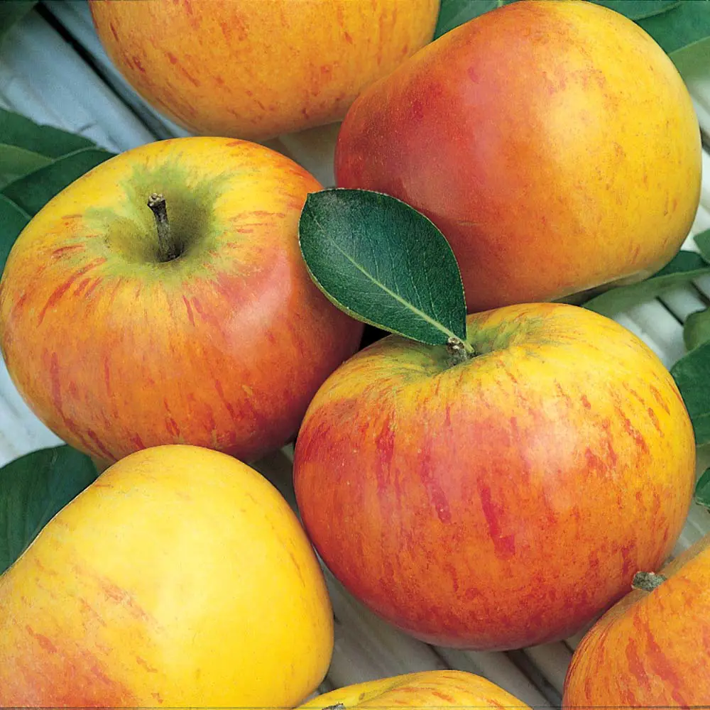 Buy Apple Cox's Orange Pippin Plants | Free Shipping Over $150