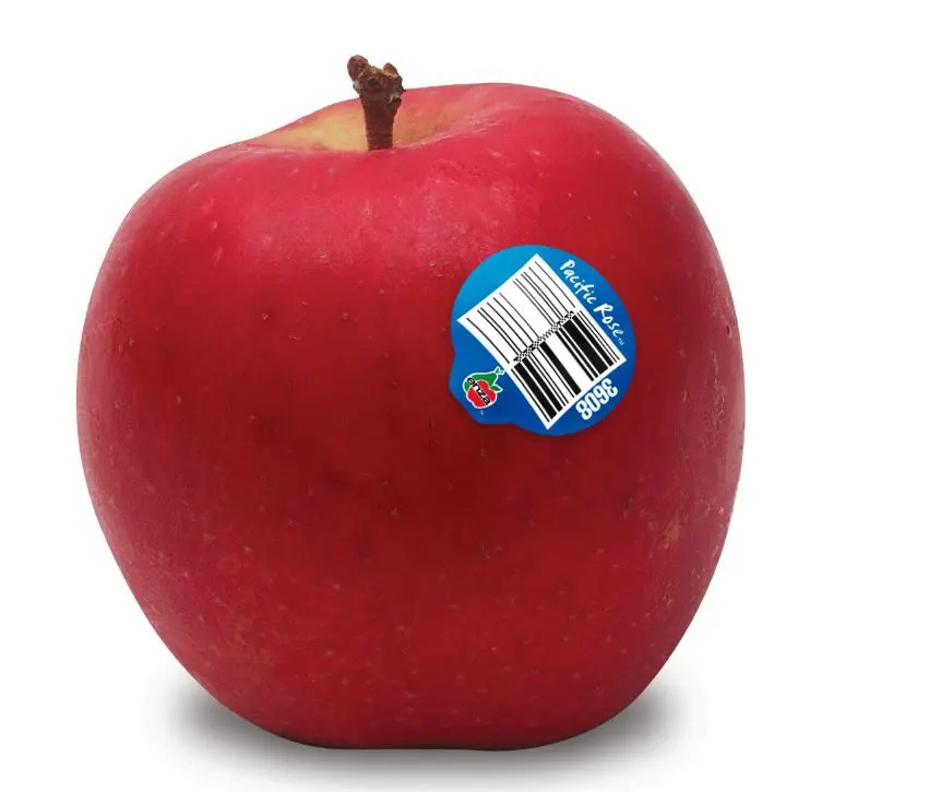Buy Apple Pacific Rose Plants | Free Shipping Over $150