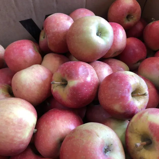 Buy Apple Splendour Plants | Free Shipping Over $150