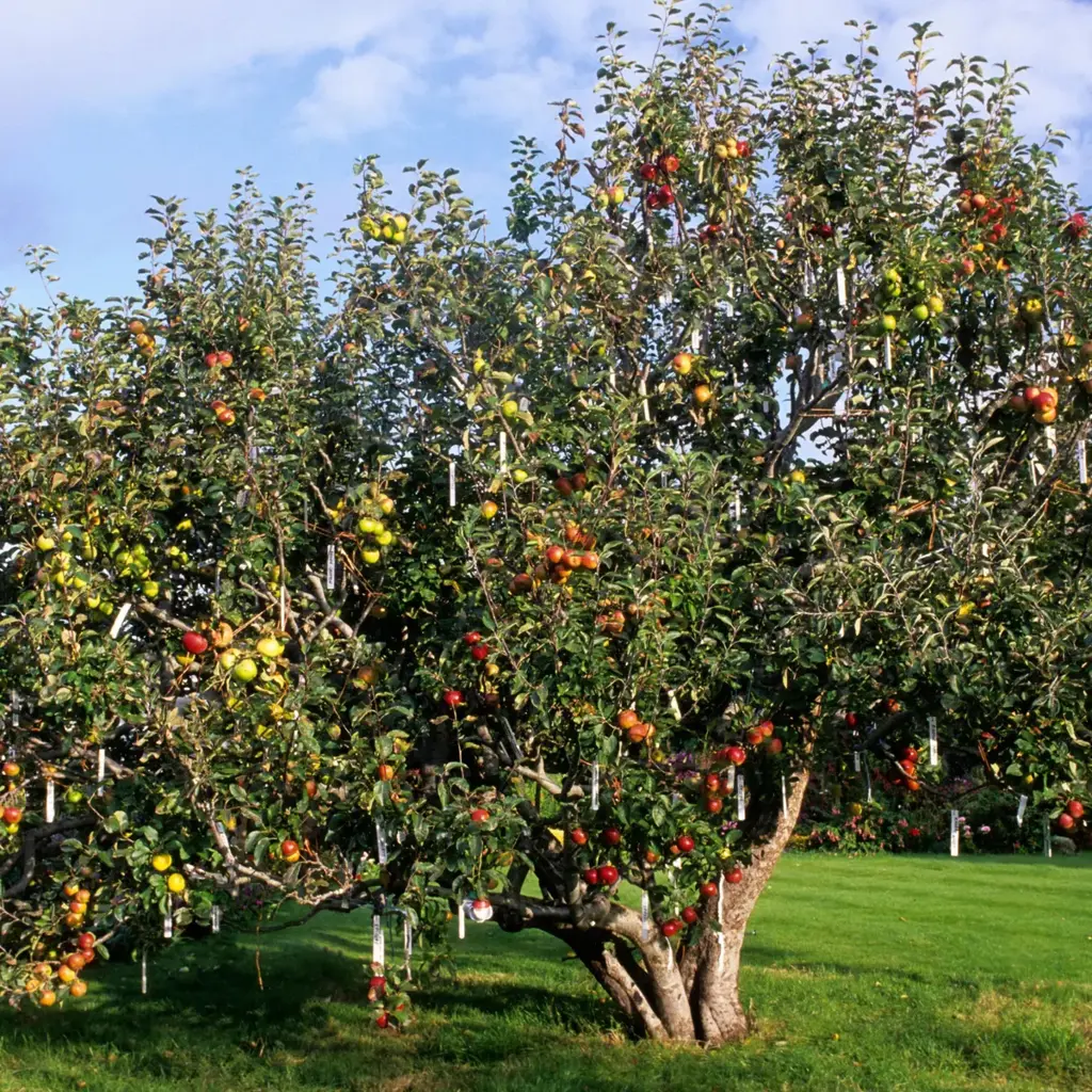Buy Apple Royal Gala & Granny Smith Plants