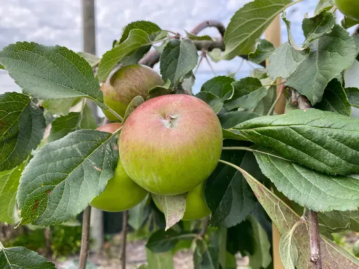 Buy Apple Wandin Glory Plants | Free Shipping Over $150