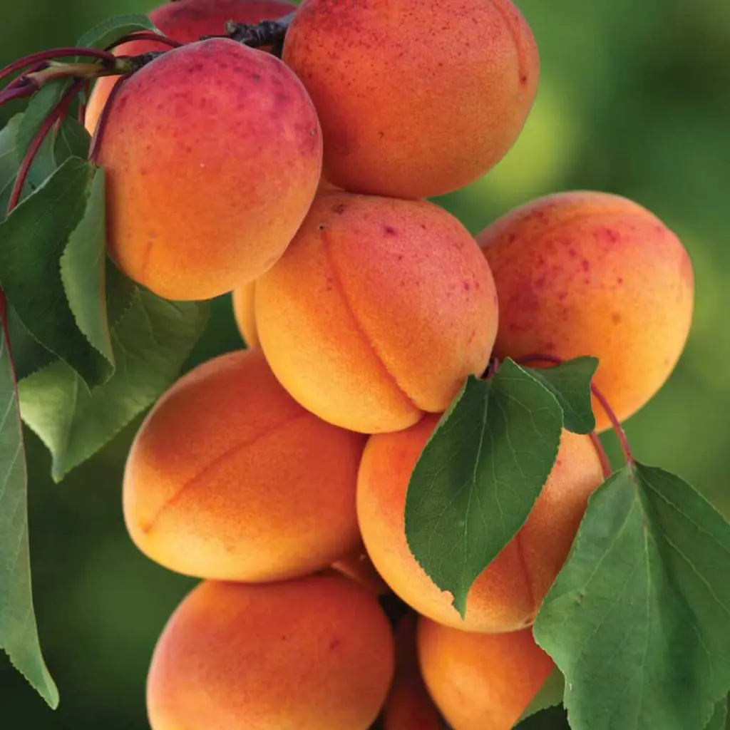 Buy Apricot Aprigold Plants | Free Shipping Over $150