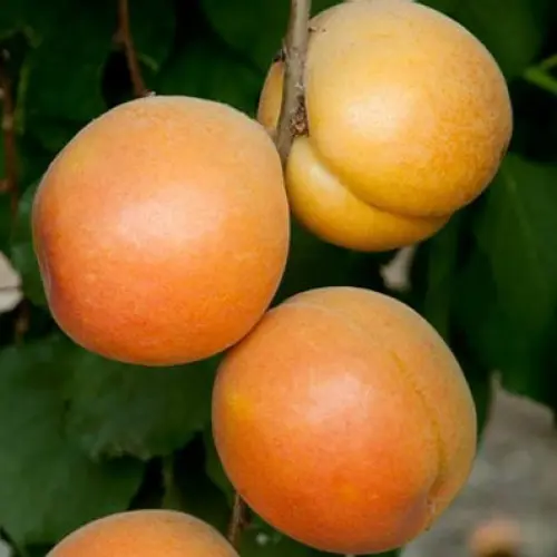 Buy Apricot Katy Cot Plants | Free Shipping Over $150