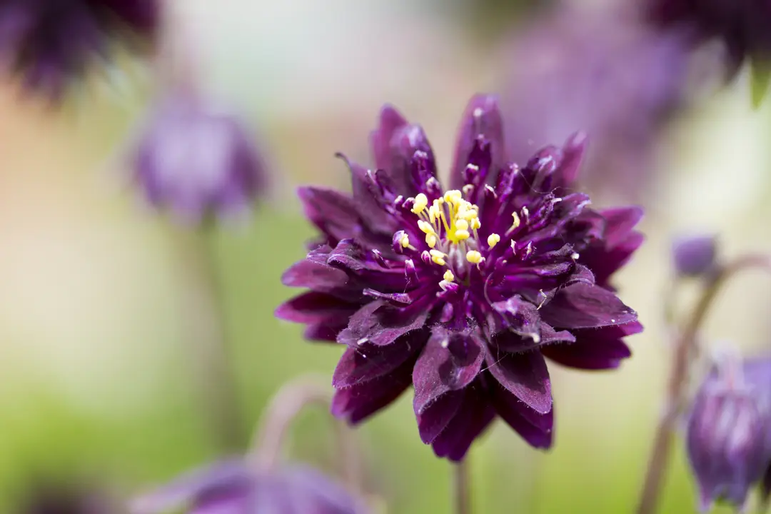 Buy Aquilegia Black Barlow Plants | Free Shipping Over $150