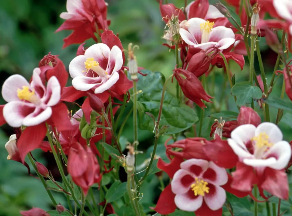Buy Aquilegia Cardinal Plants | Free Shipping Over $150
