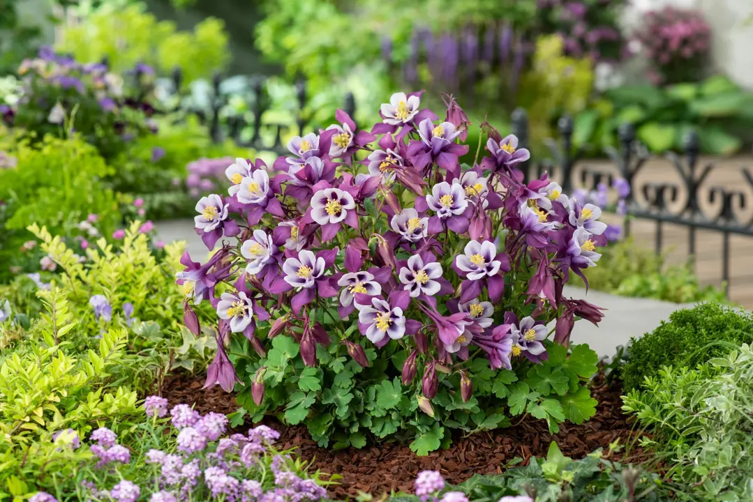 Buy Aquilegia 'Early Bird Purple' Online | Free Shipping NZ