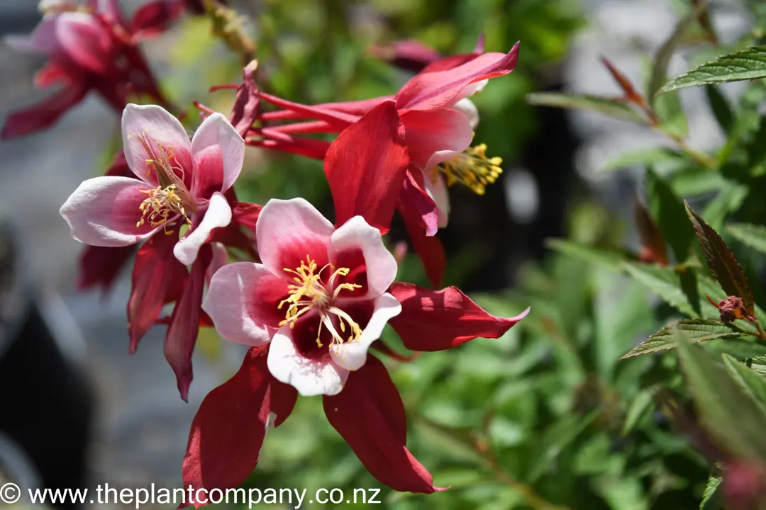 Buy Aquilegia Red Hobbit Plants | Free Shipping Over $150