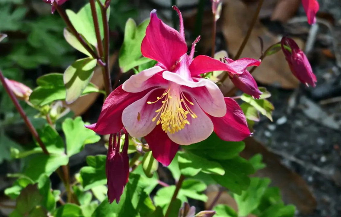 Buy Aquilegia 'Songbird Cardinal' Online | Free Shipping NZ