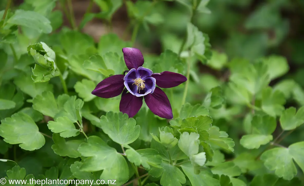 Buy Aquilegia 'Winky Purple And White' Plants Online NZ