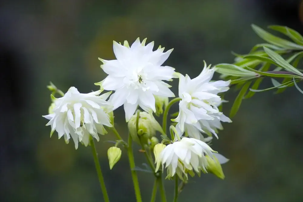 Buy Aquilegia White Barlow Plants | Free Shipping Over $150
