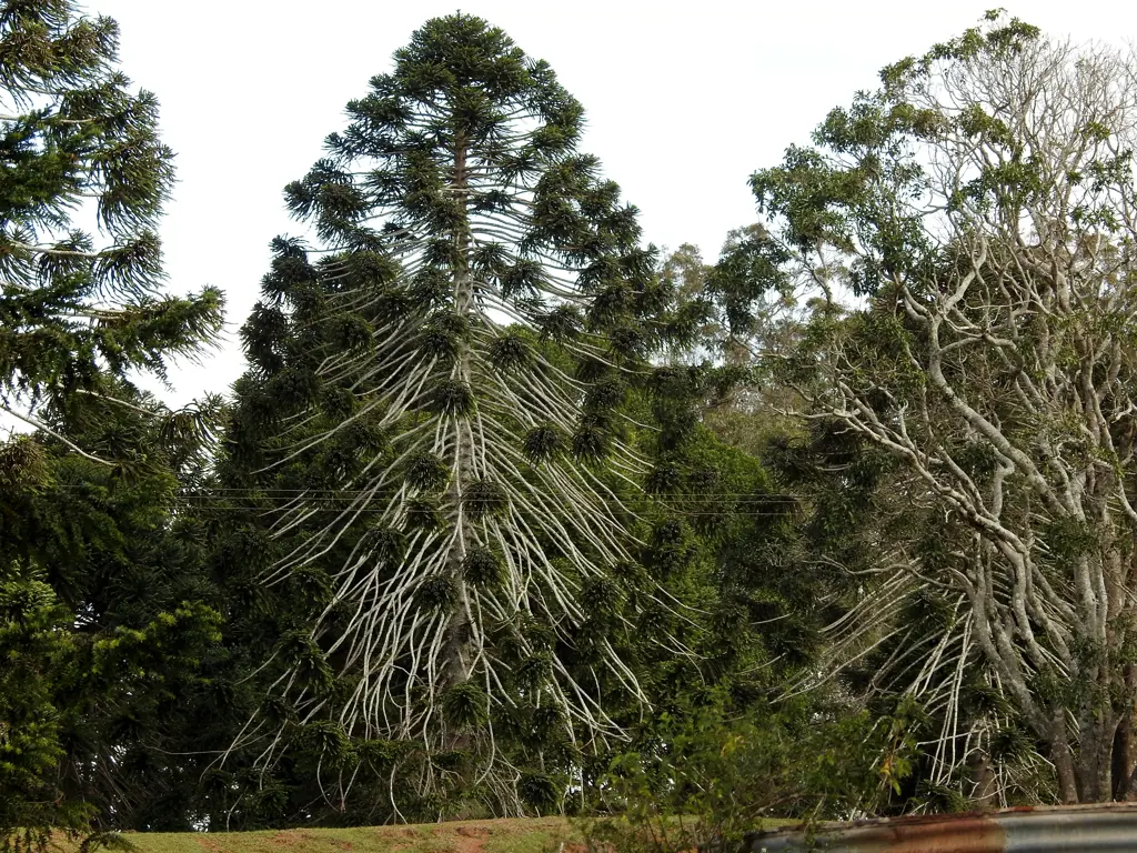 Buy Araucaria bidwillii | Bunya Pine | Free Shipping NZ