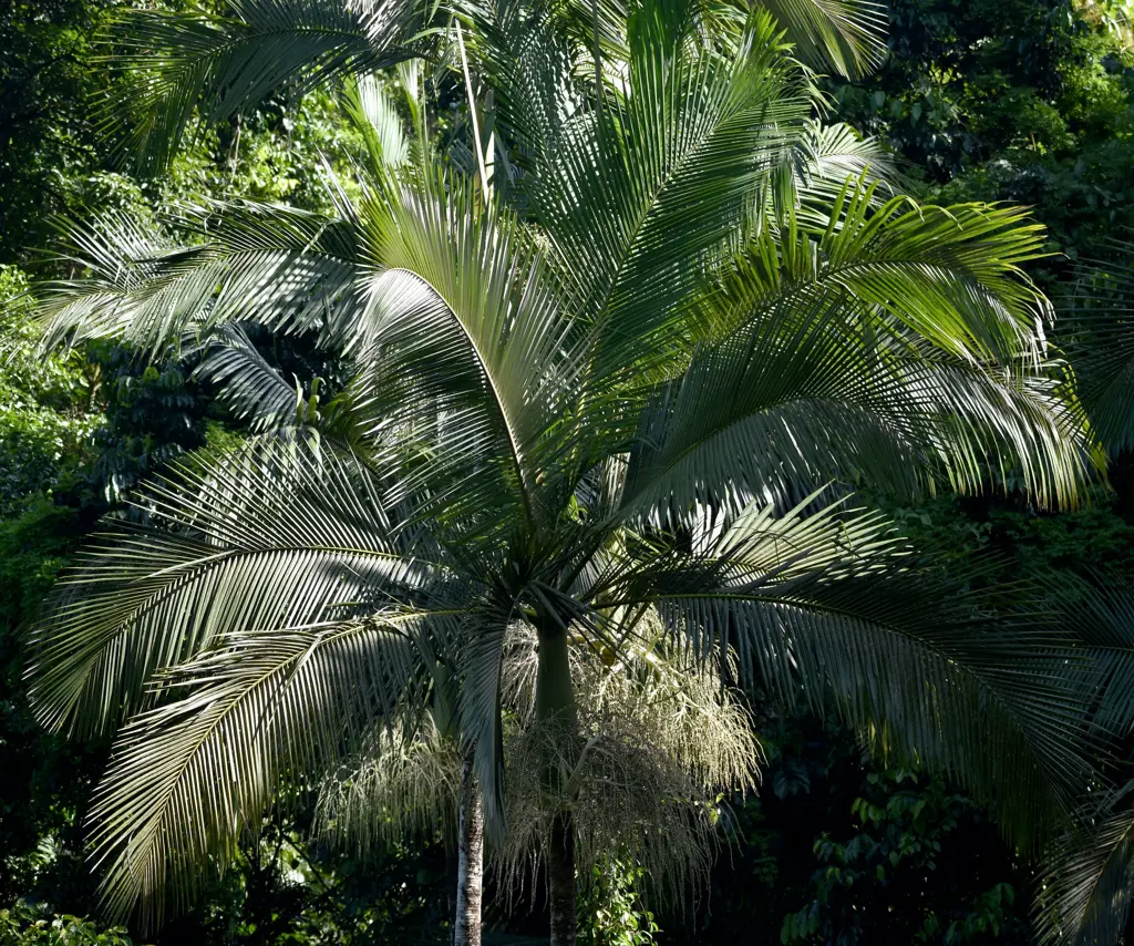 Archontophoenix Alexandrae Alexander Palm