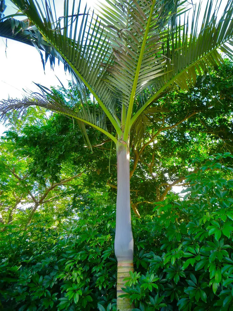 Archontophoenix Purpurea