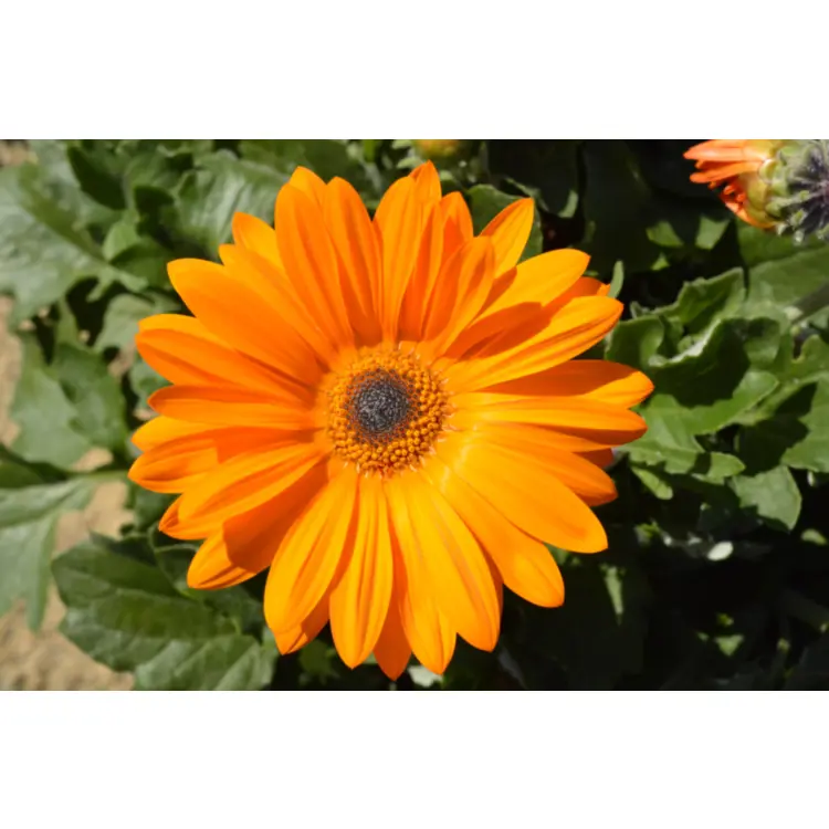 Buy Arctotis 'Bonfire' Plants Online | Free Shipping NZ Wide