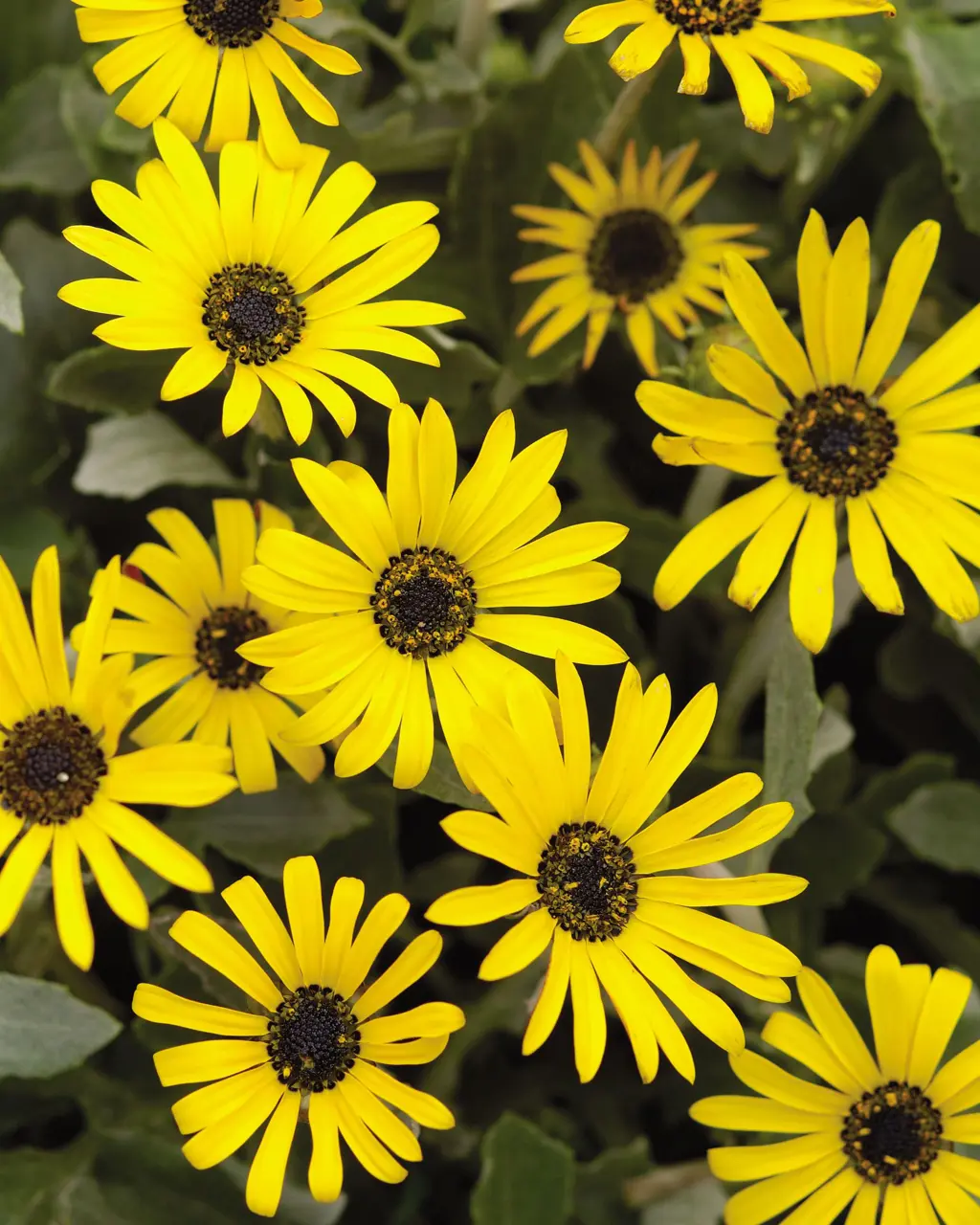 Buy Arctotis 'Bumblebee' Plants Online | Free Shipping NZ