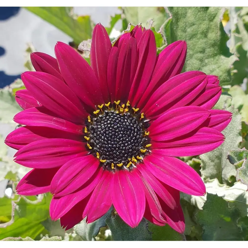 Buy Arctotis Burgundy Belle Plants | Free Shipping Over $150