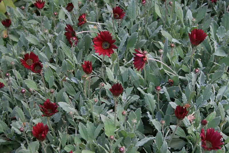 Buy Arctotis 'Burgundy' Plants Online | Free Shipping NZ