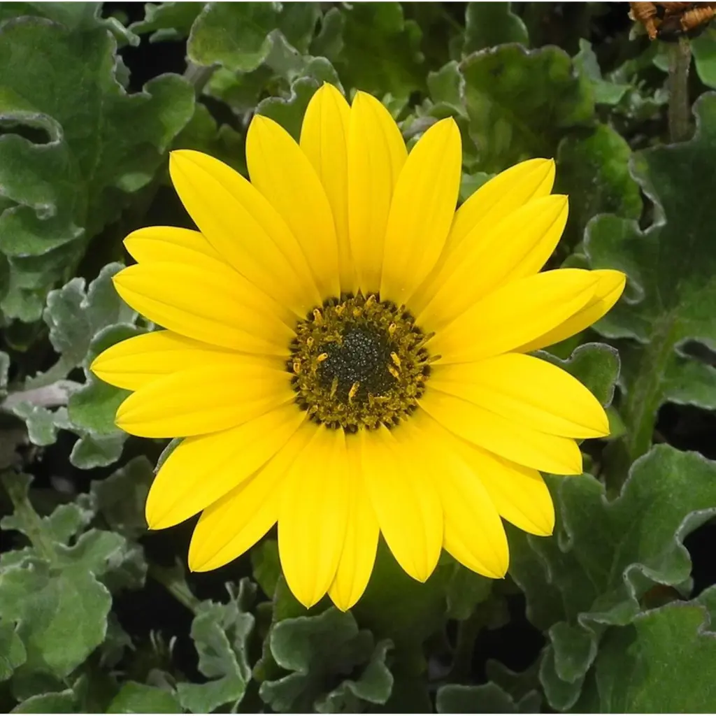 Buy Arctotis 'Canary Yellow' Plants Online | Free Shipping