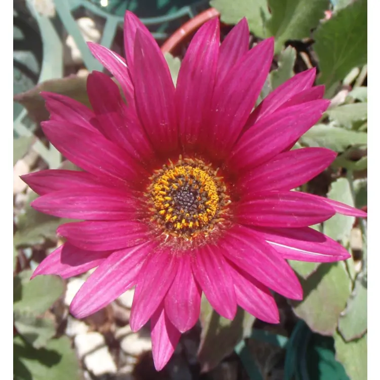 Buy Arctotis 'Cherry Velvet' Plants Online | Free Shipping