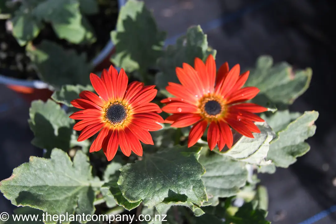 Buy Arctotis 'Fireball' Plants Online | Free Shipping NZ
