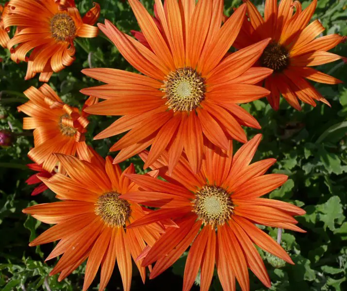 Buy Arctotis Flame Plants Online | Free Shipping NZ Wide