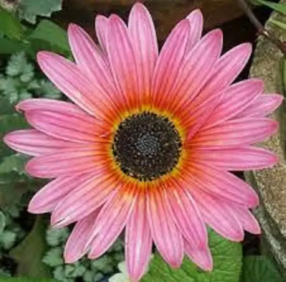 Buy Arctotis Flamingo Plants Online | Free Shipping NZ Wide