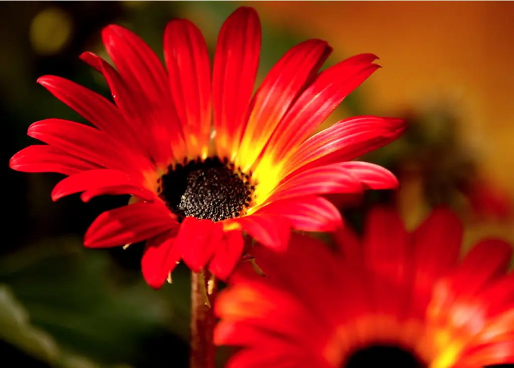 Buy Arctotis 'Hannah' Plants Online | Free Shipping NZ Wide