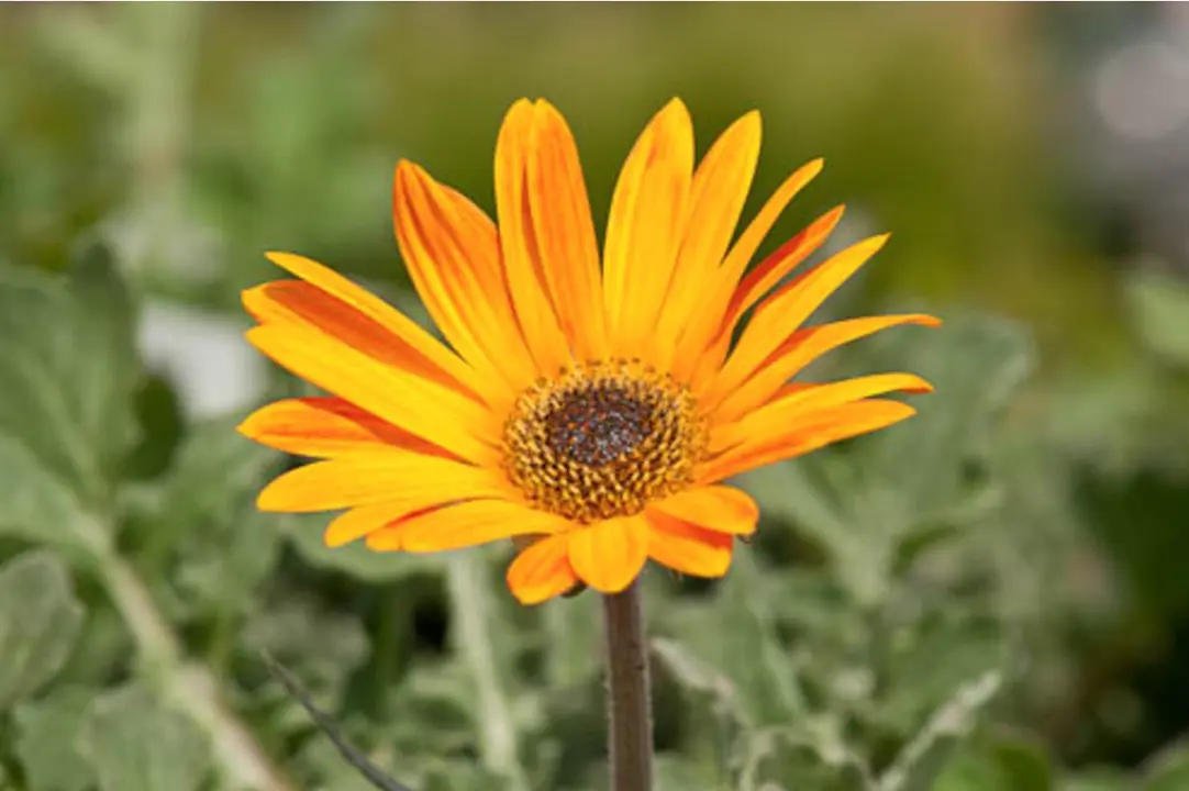 Arctotis Hayley - Hayley African Daisy | Free Freight Option