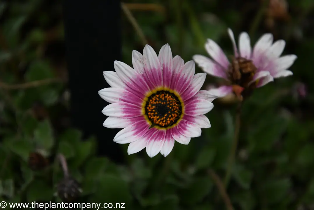 Buy Arctotis 'Louise' Plants Online | Free Shipping NZ Wide