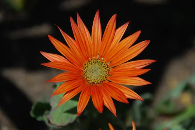 Buy Arctotis 'Orange Flame' Plants Online | Free Shipping NZ