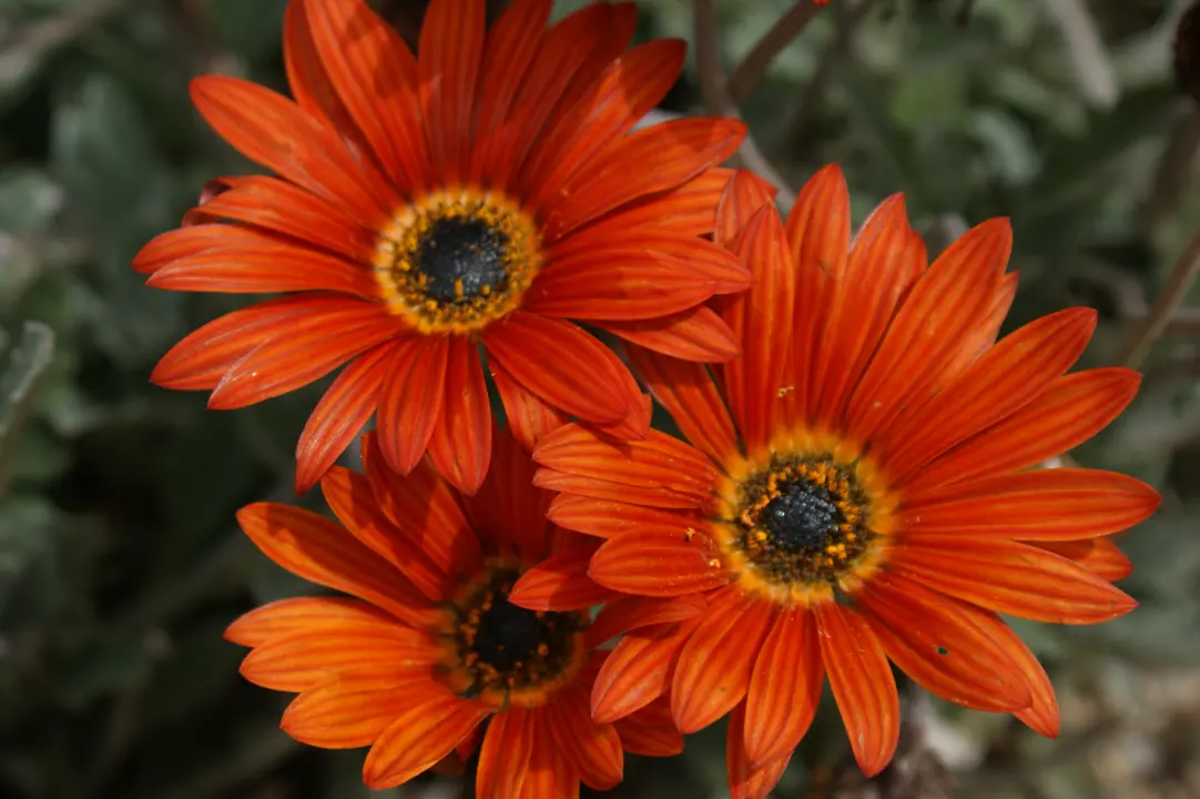 Buy Arctotis 'Orange' Plants Online | Free Shipping NZ Wide